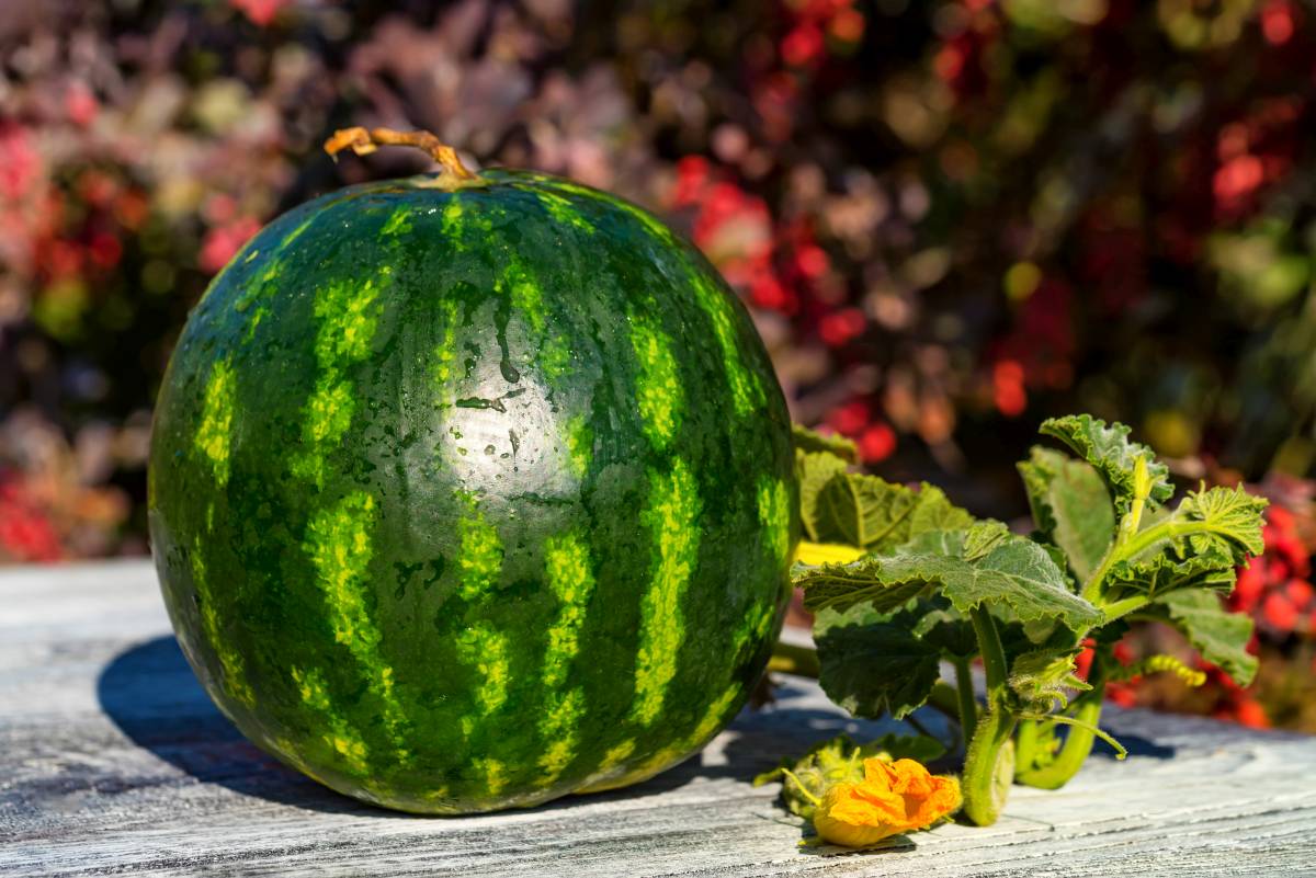 Arbuz - owoc czy warzywo? Rozwiewamy wątpliwości | Egardenion